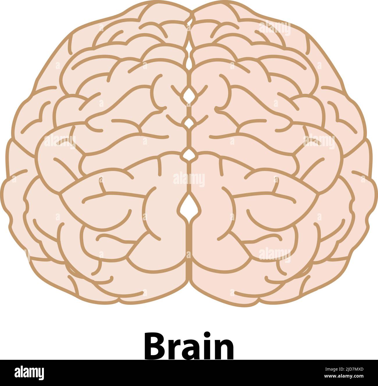 Human brain. Internal organ, anatomy. Vector cartoon flat icon ...