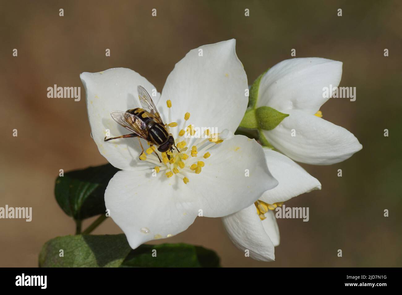 Sun fly (Helophilus pendulus). family hoverflies (Syrphidae) on a ...