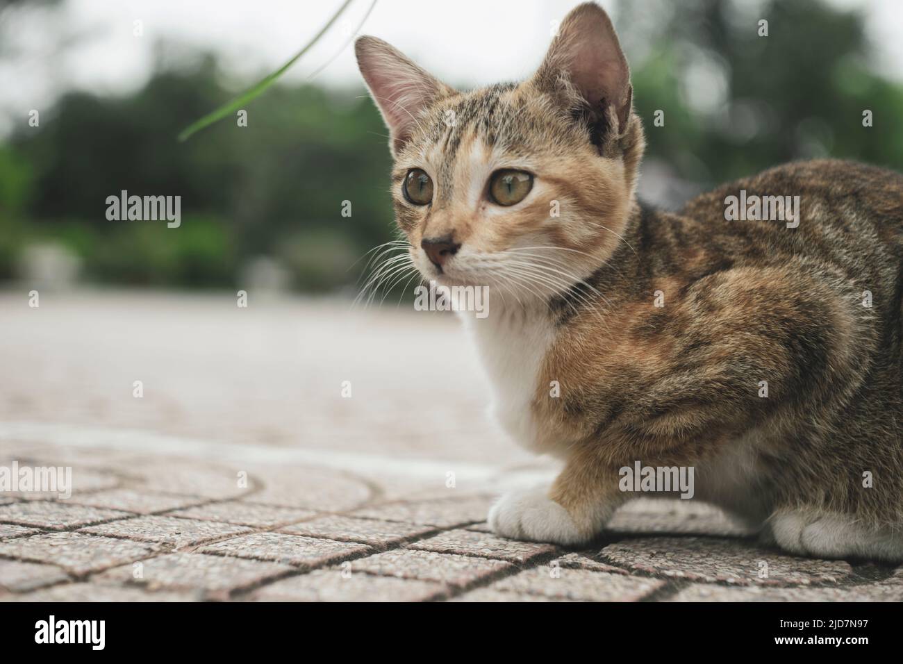 The animals look so cute Stock Photo - Alamy