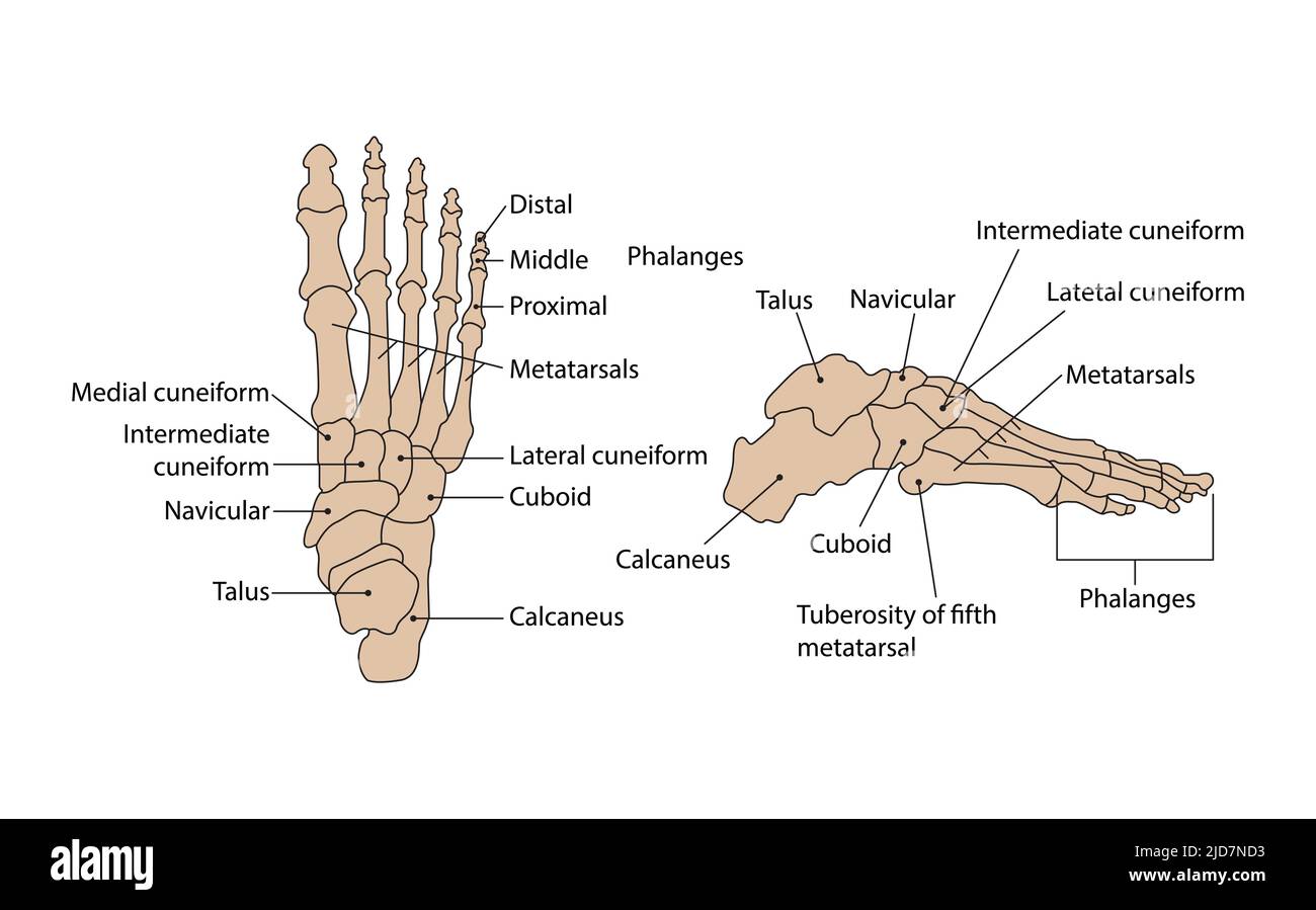 Bone illustration hi-res stock photography and images - Alamy