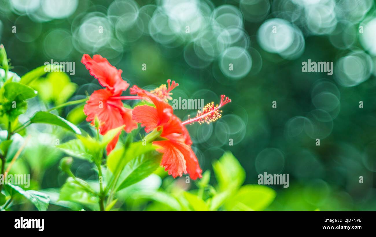 Colorful flowers bloom when it is bright in my garden Stock Photo - Alamy
