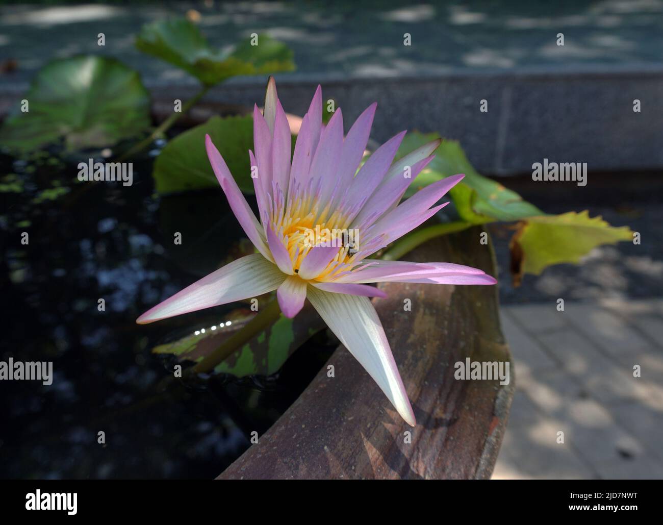 The atmosphere in the park has beautiful flowers and plants , lotus ...