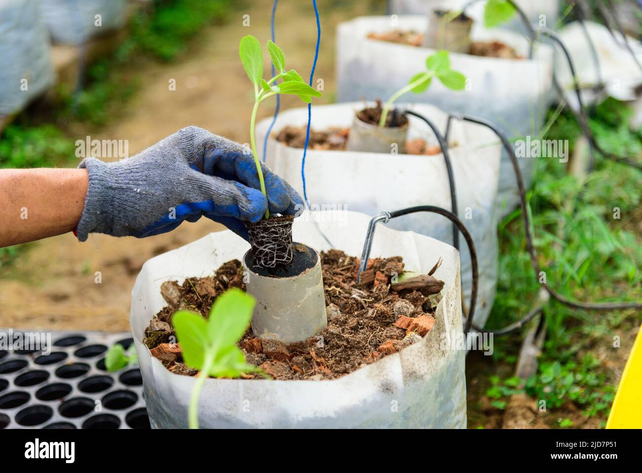Melon sapling hi-res stock photography and images - Alamy