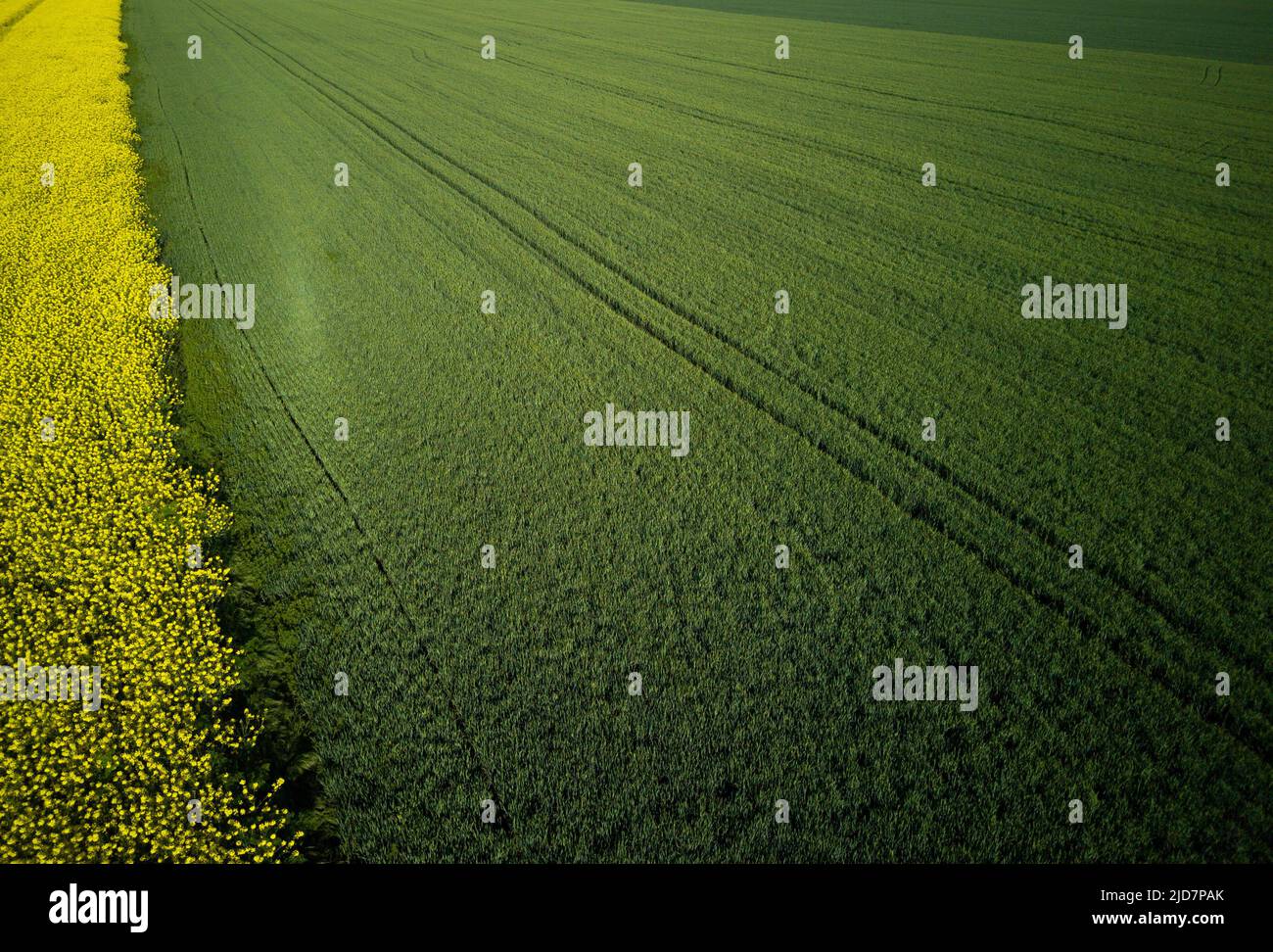 Top view of bright flowering farm field with rapeseed flowers and fresh ...