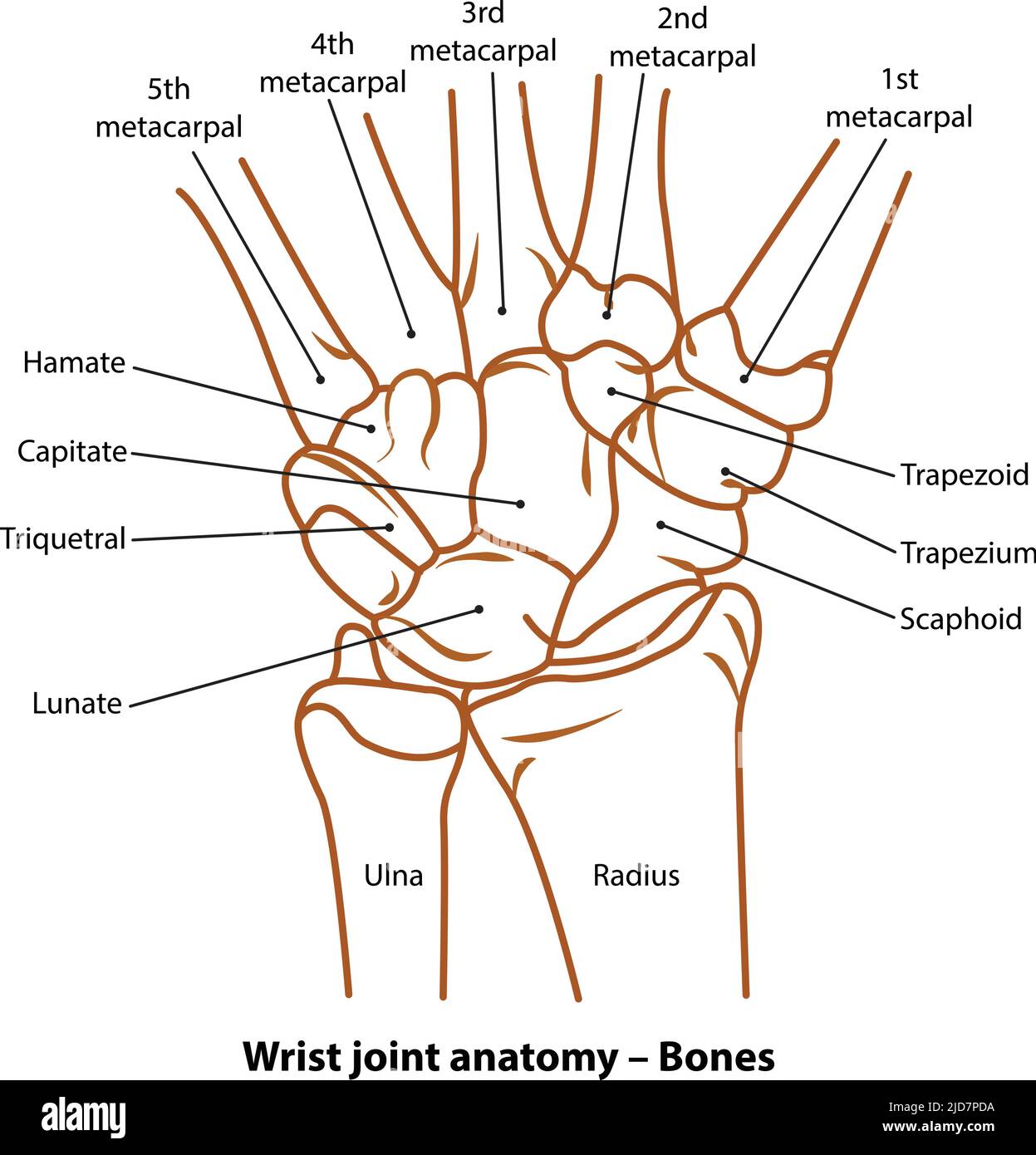 human hand bone. on white background. vector illustration Stock Vector ...