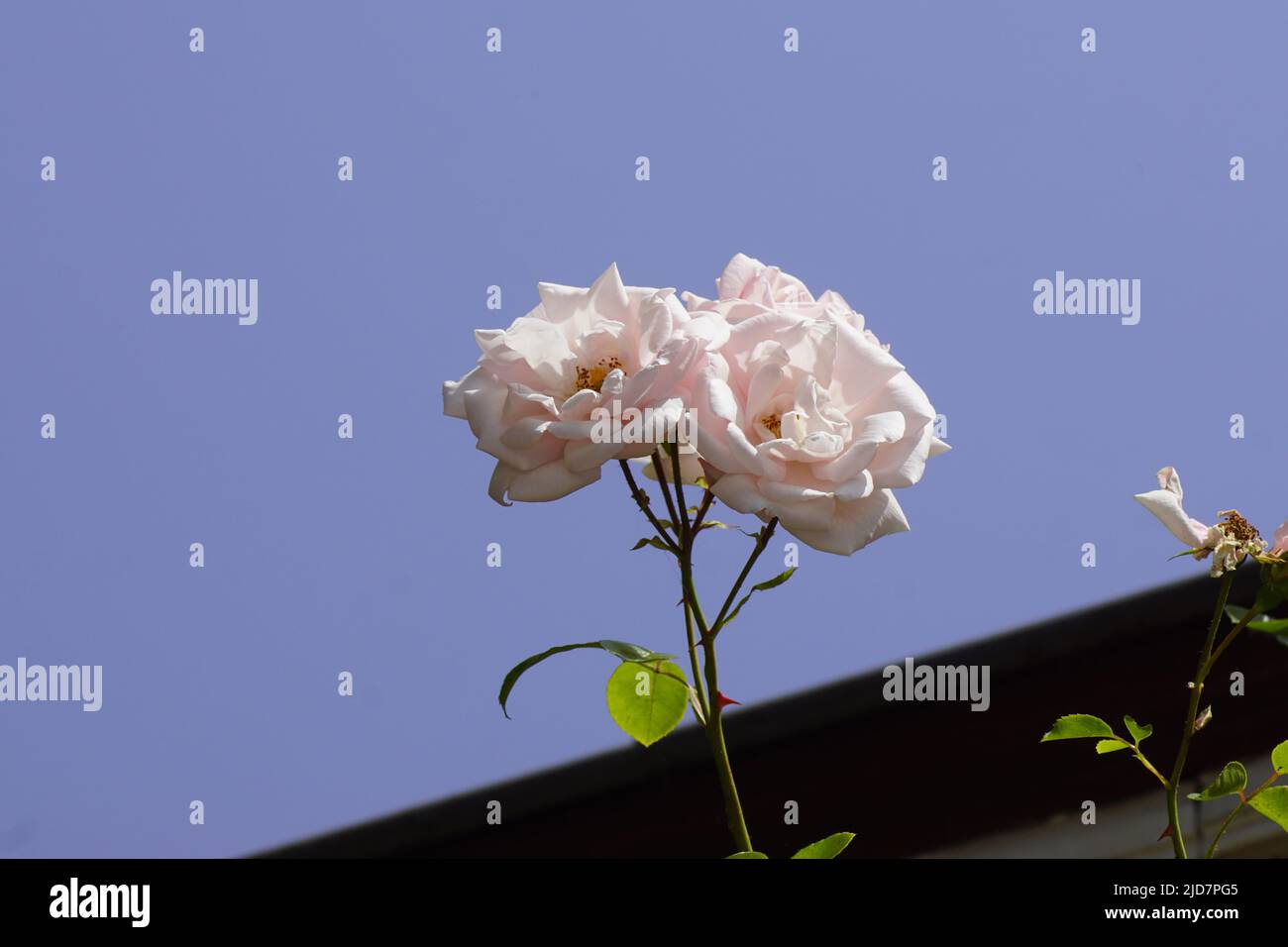 Close up of pink flowers of a climbing rose (Rosa New Dawn )rising ...