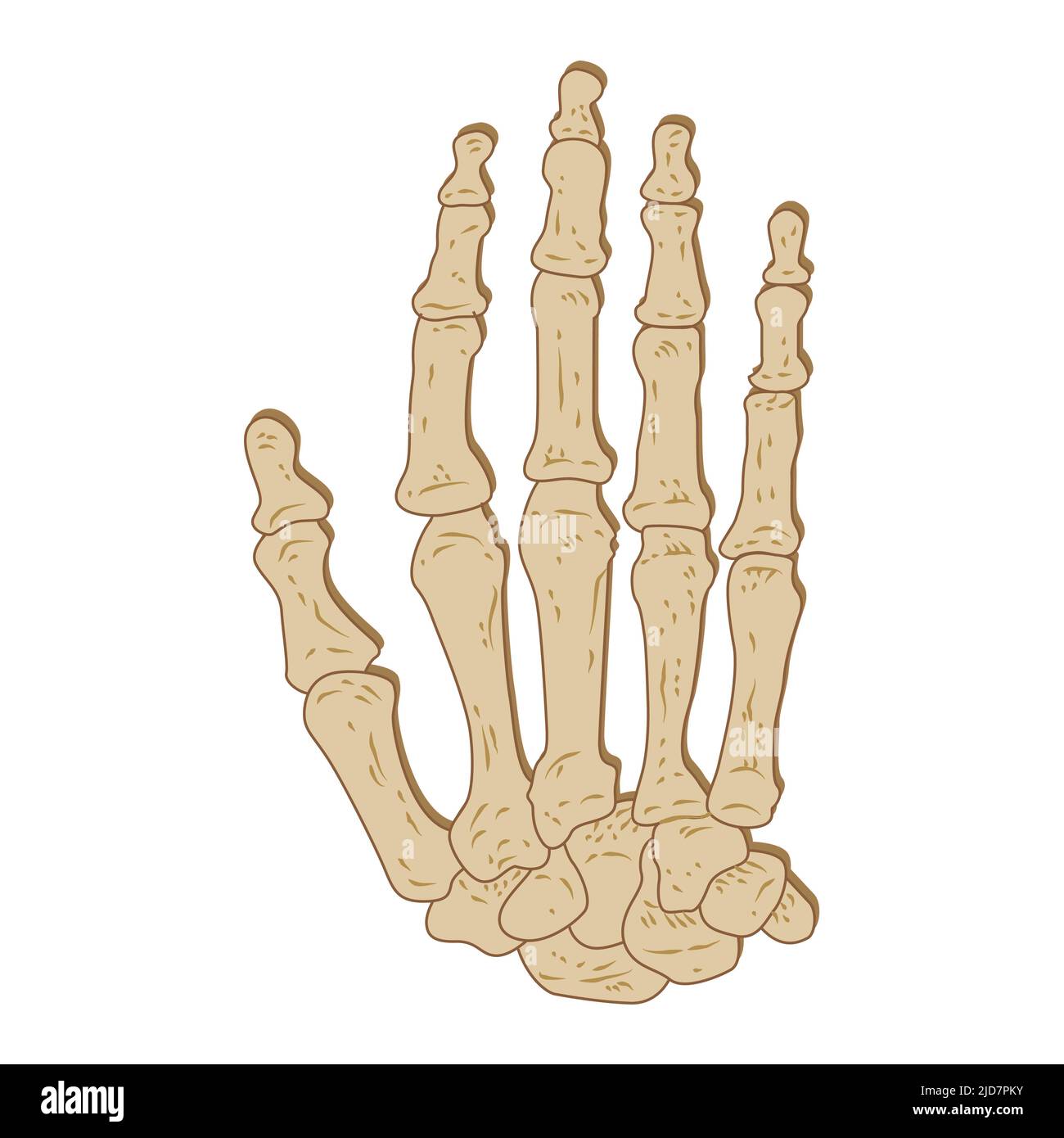 human hand bone. on white background. vector illustration Stock Vector ...