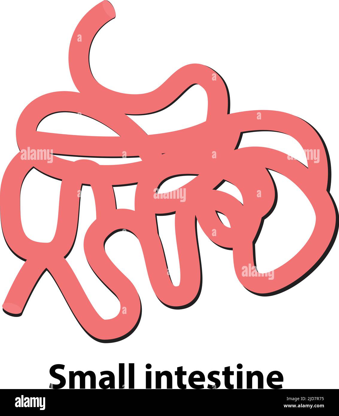 The human body's internal organ small intestine. illustration. on white ...