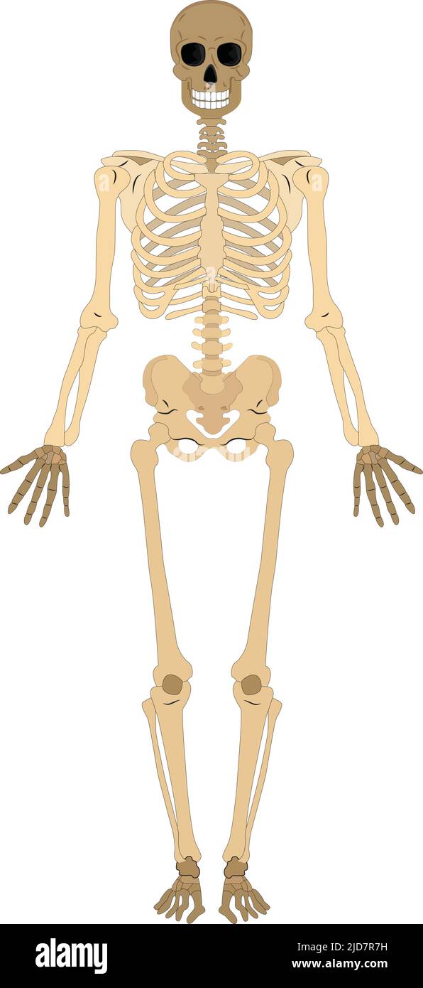 The human body and skeletal system. medically accurate illustration of ...