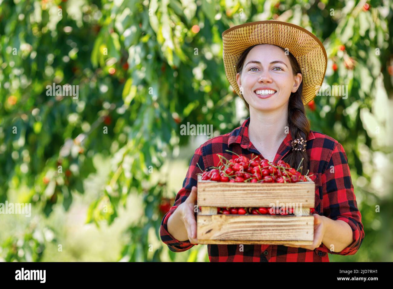 woman gardener with crate of fresh ripe cherries Stock Photo - Alamy