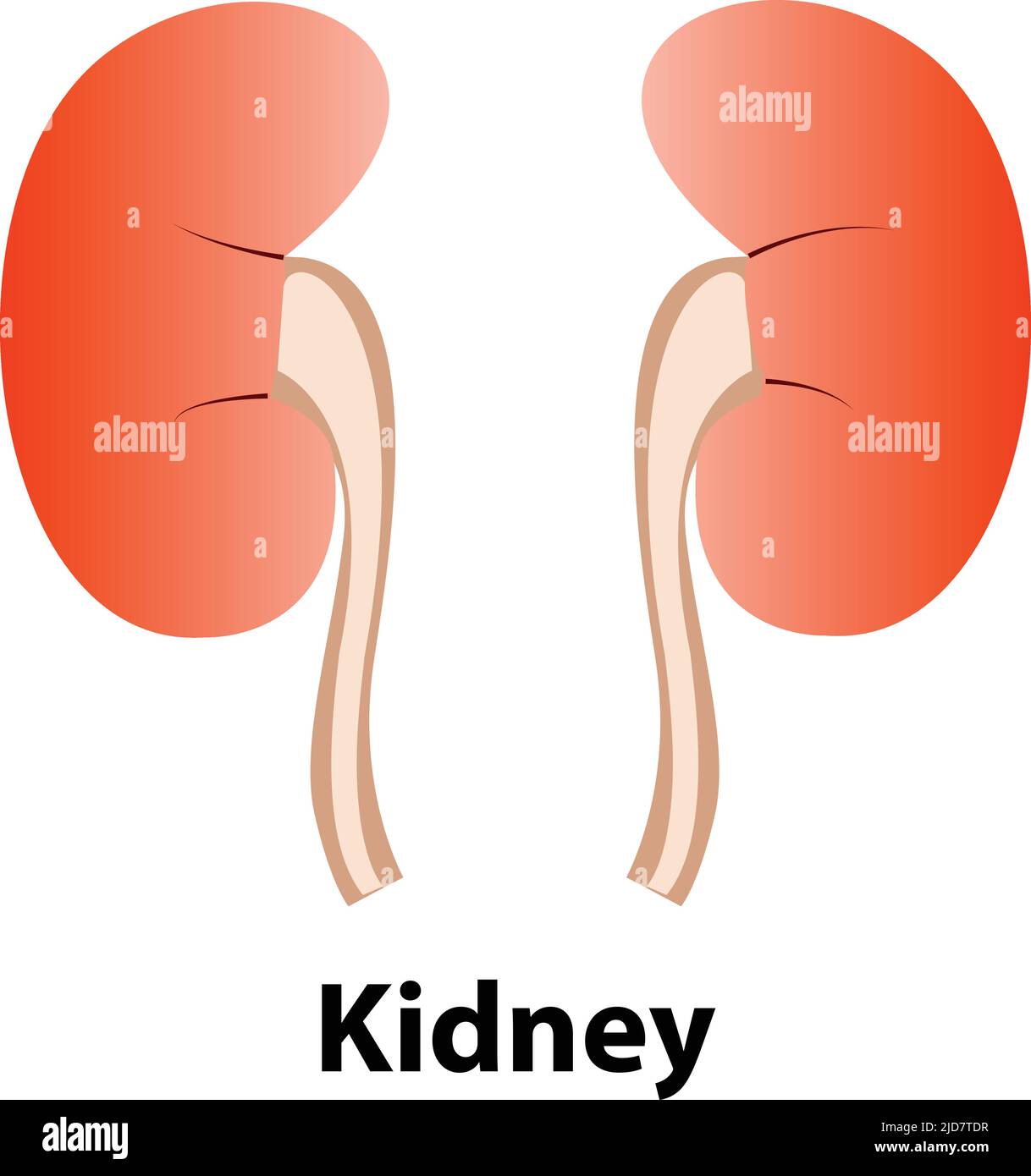 Kidney human renal realistic. vector front view illustration isolated ...