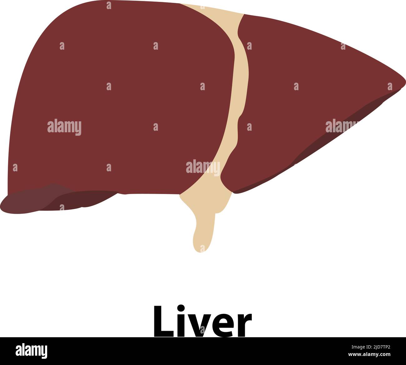 Human liver icon. Flat illustration of human liver vector icon for web ...