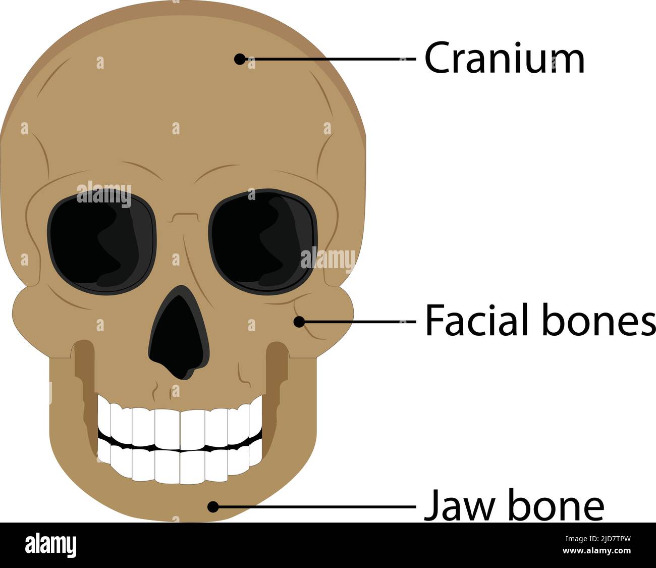 illustration of skull head. on white background Stock Vector Image ...