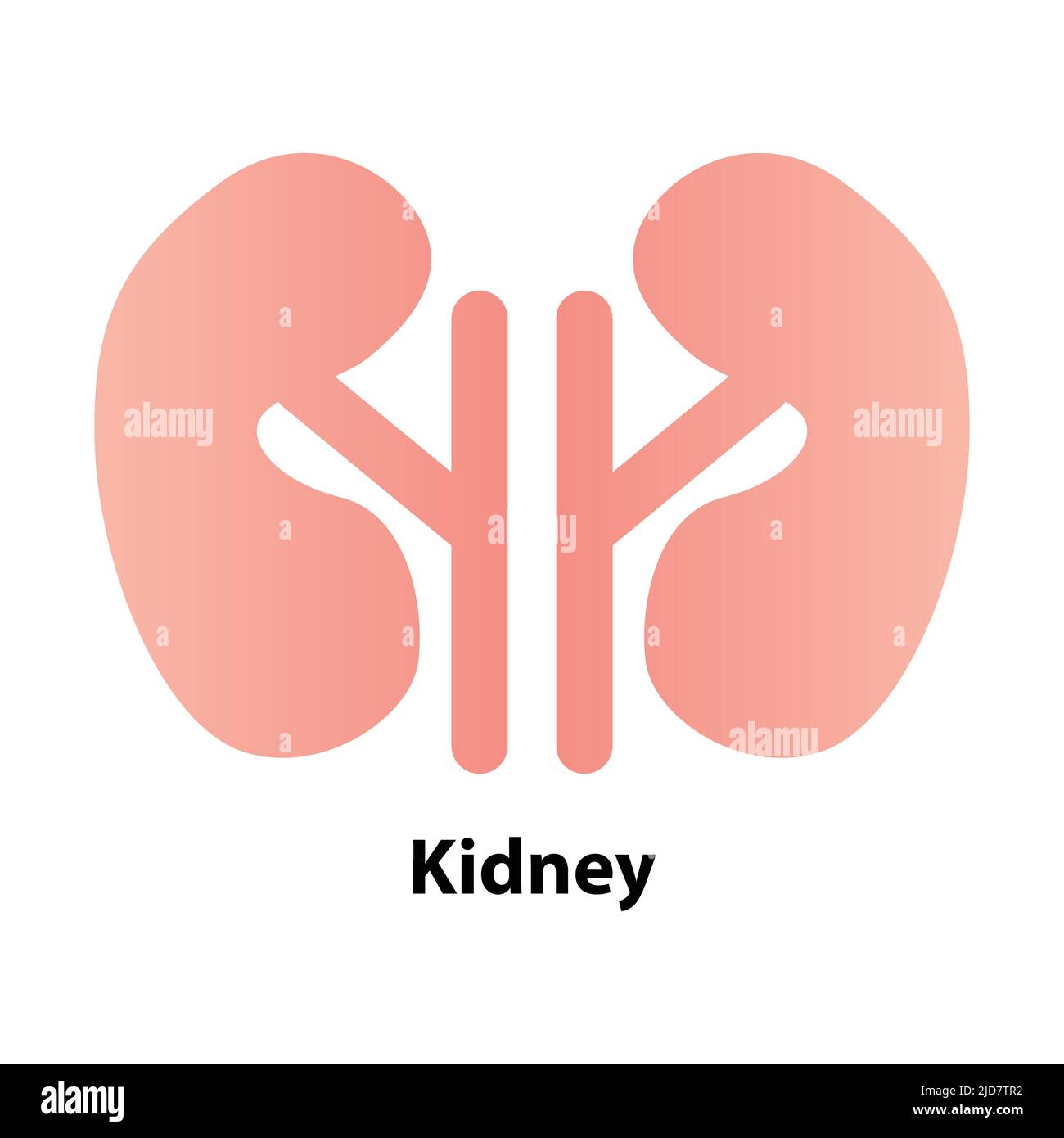 Kidney human renal realistic. vector front view illustration isolated ...