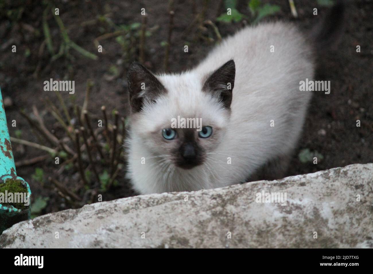 Lost mammal hi-res stock photography and images - Alamy
