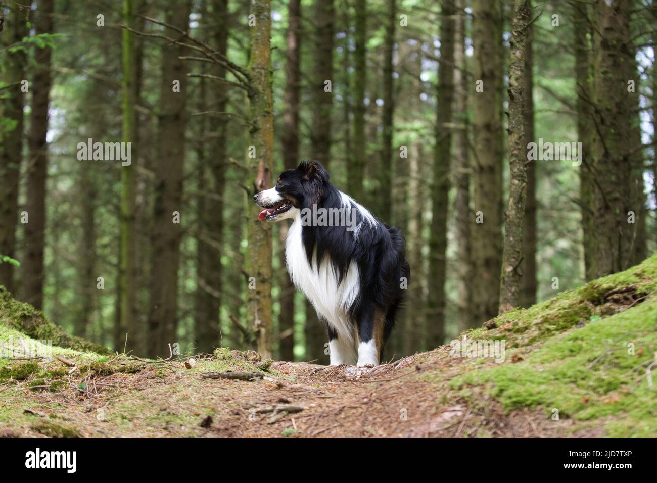 Australian shepherd in forest hi-res stock photography and images - Alamy