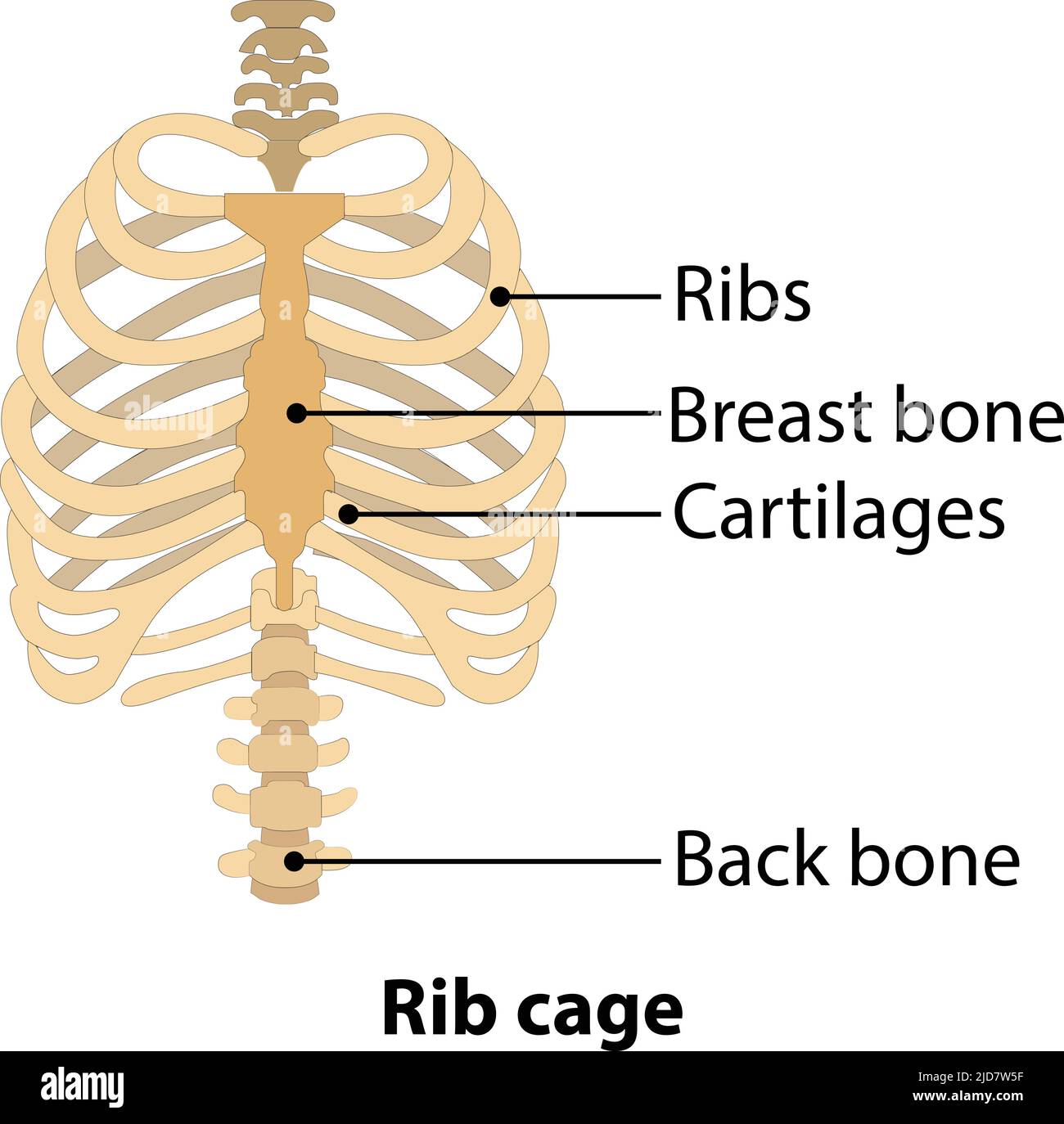 Hand drawn line art anatomically human ribcage. White background vector ...