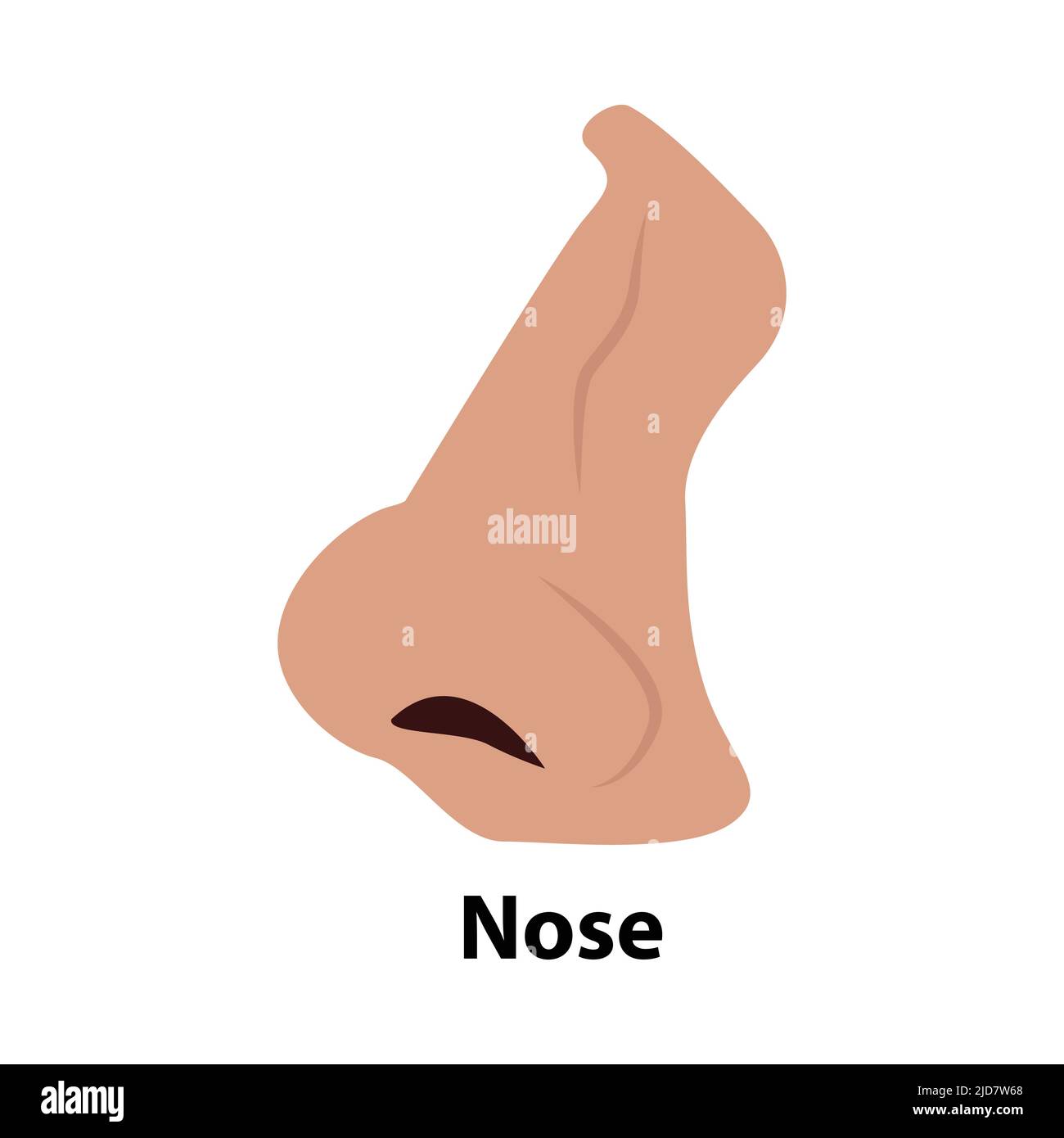 Nose Vector Illustration. on white background Stock Vector Image & Art ...