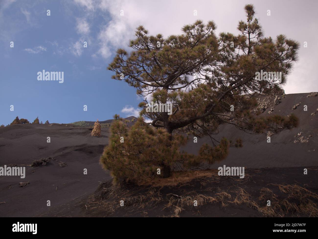 La Palma, landscape of the central part of the island, in El Paso ...