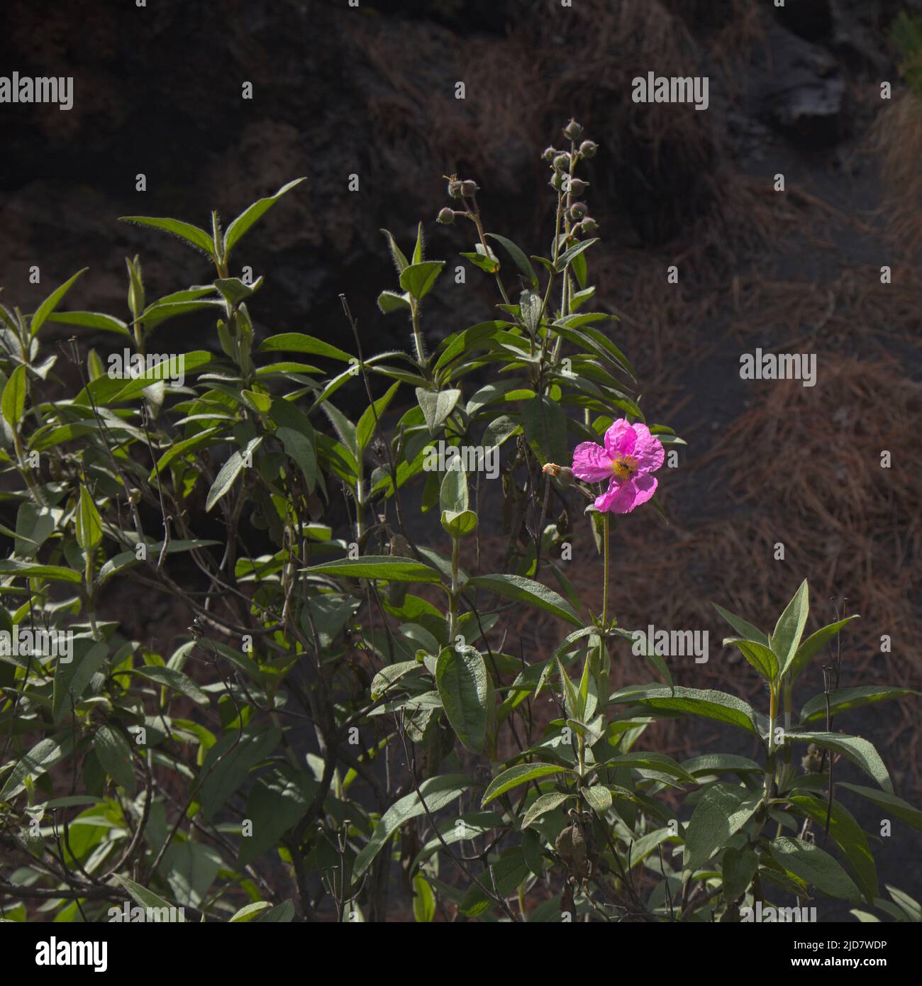 Pyrophyte hi-res stock photography and images - Alamy