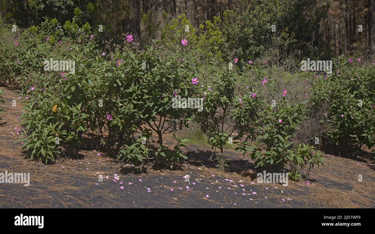 Flora of la Palma - flowering Cistus, rockrose from pink flowering ...
