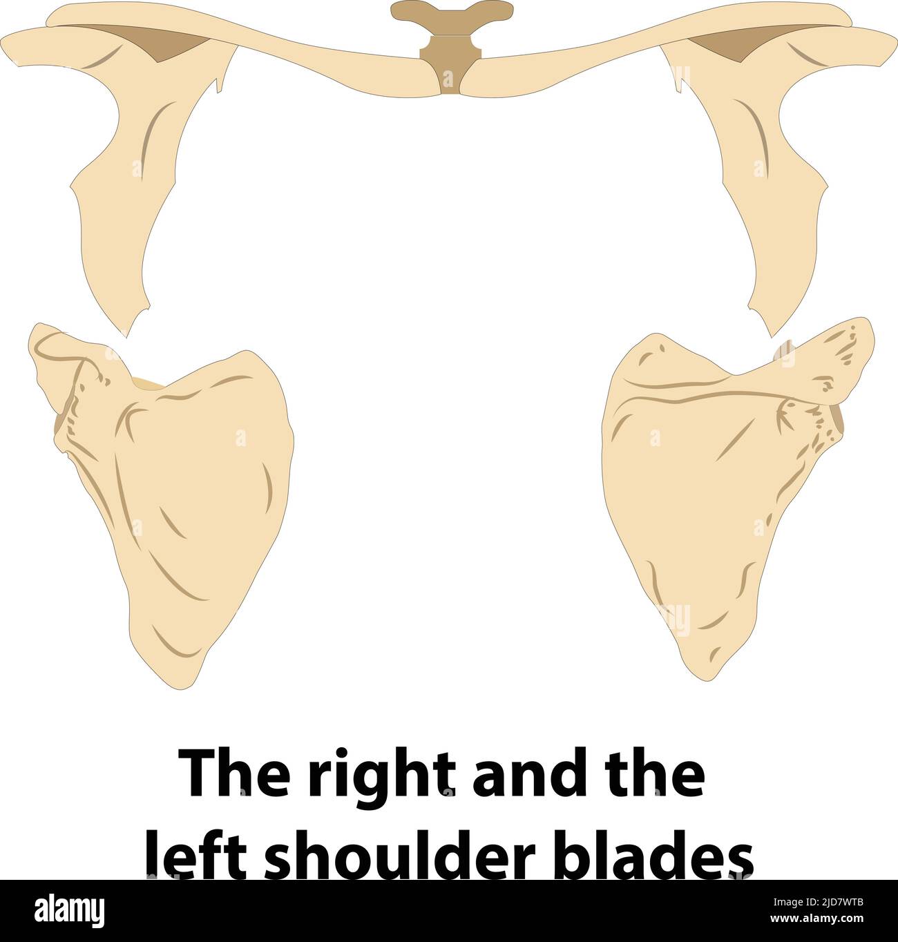 Human shoulder blades Stock Vector Images - Alamy