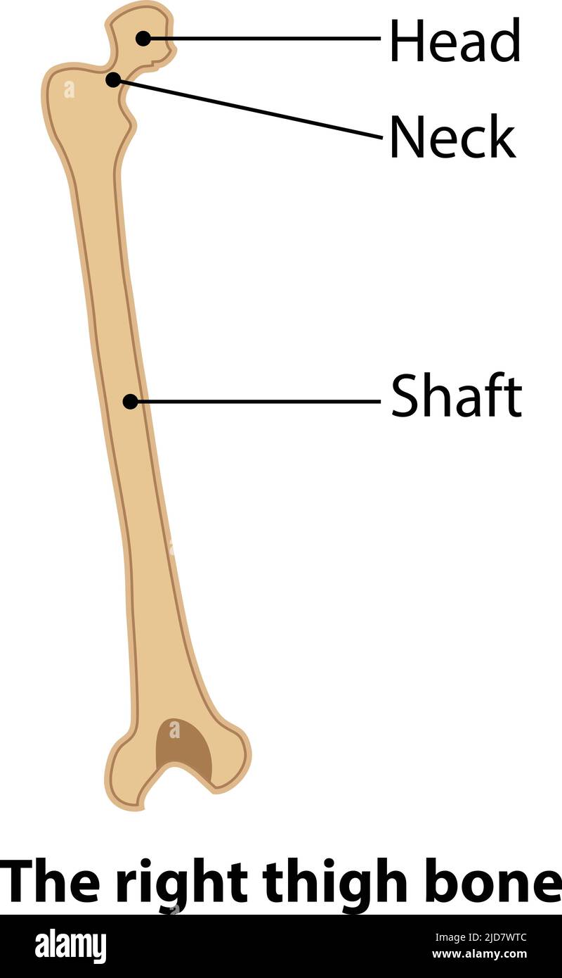 Musculature of the human thigh Stock Vector Images - Alamy