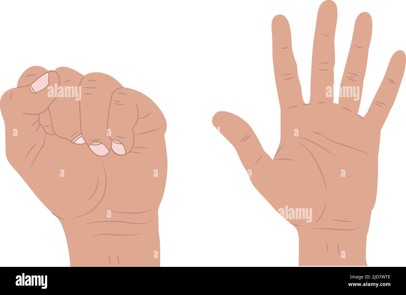 Thumb extension. Hand sequence from fist to open in two drawings. on ...