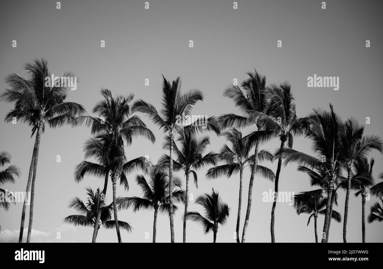 Coconut palm trees, beautiful tropical texture with sun light on sky ...