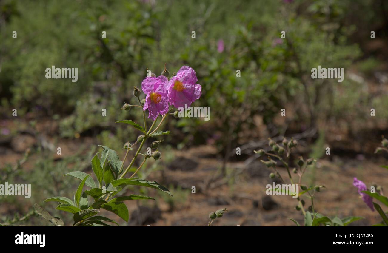 Flora of la Palma - flowering Cistus, rockrose from pink flowering ...