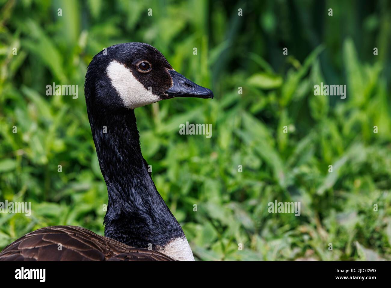 Geese watching over its young Stock Photo - Alamy