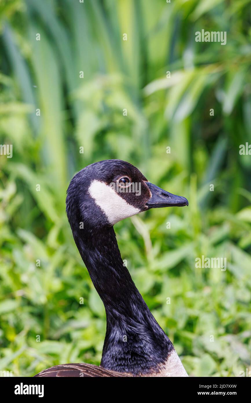 Geese watching over its young Stock Photo - Alamy