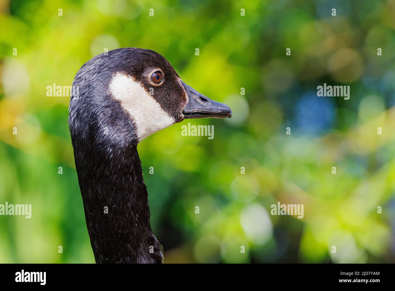 Geese watching over its young Stock Photo - Alamy