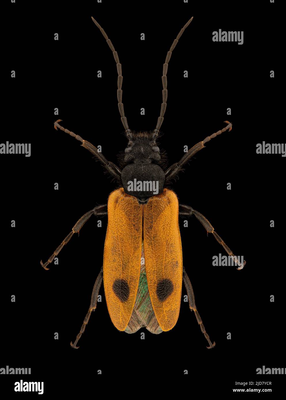 Apalus bimaculatus hi-res stock photography and images - Alamy