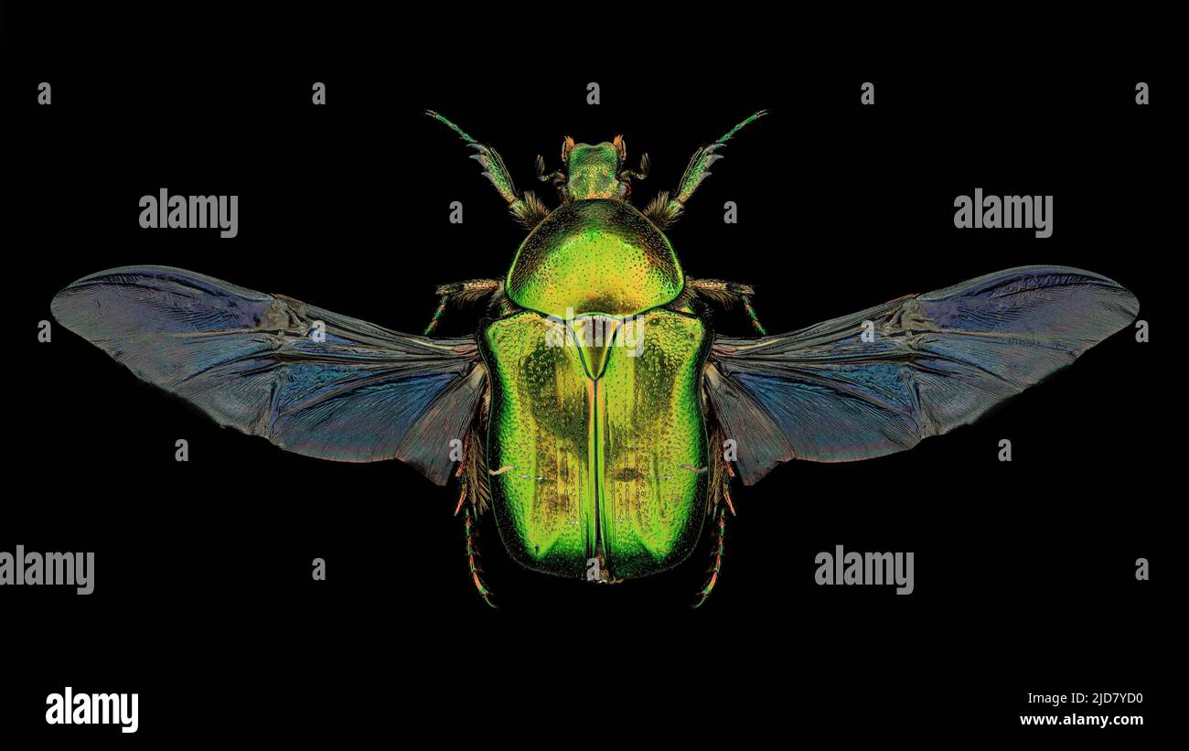 Black rose chafer hi-res stock photography and images - Alamy