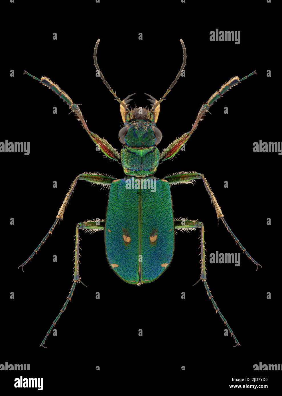 Green tiger beetle (Cicindela campestris) entomology specimen with ...
