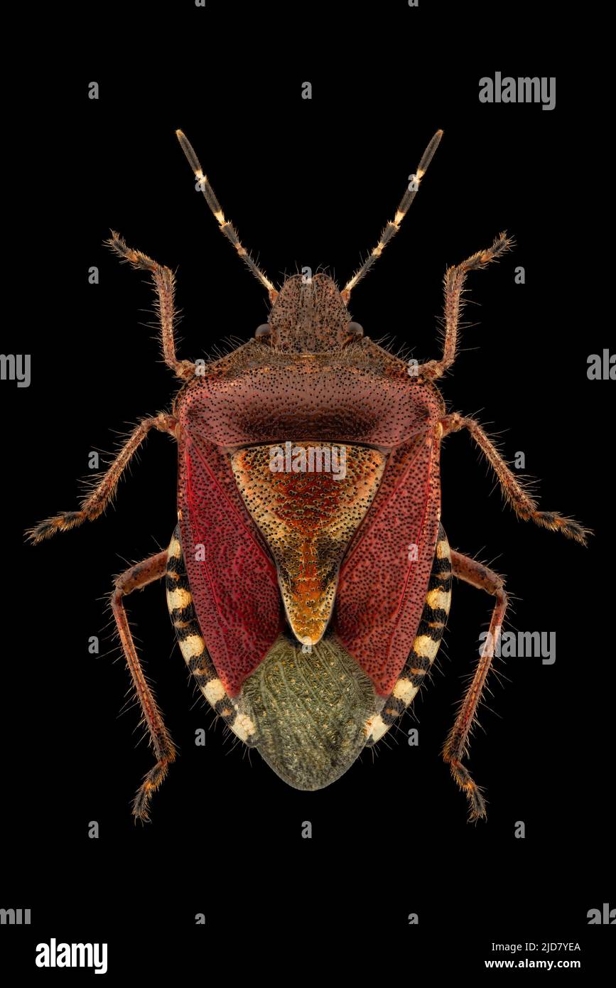 Hairy shieldbug antennae hi-res stock photography and images - Alamy