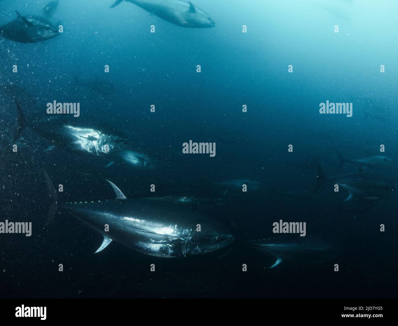 The bluefin tuna, common tuna or Atlantic bluefin tuna, is a species of ...