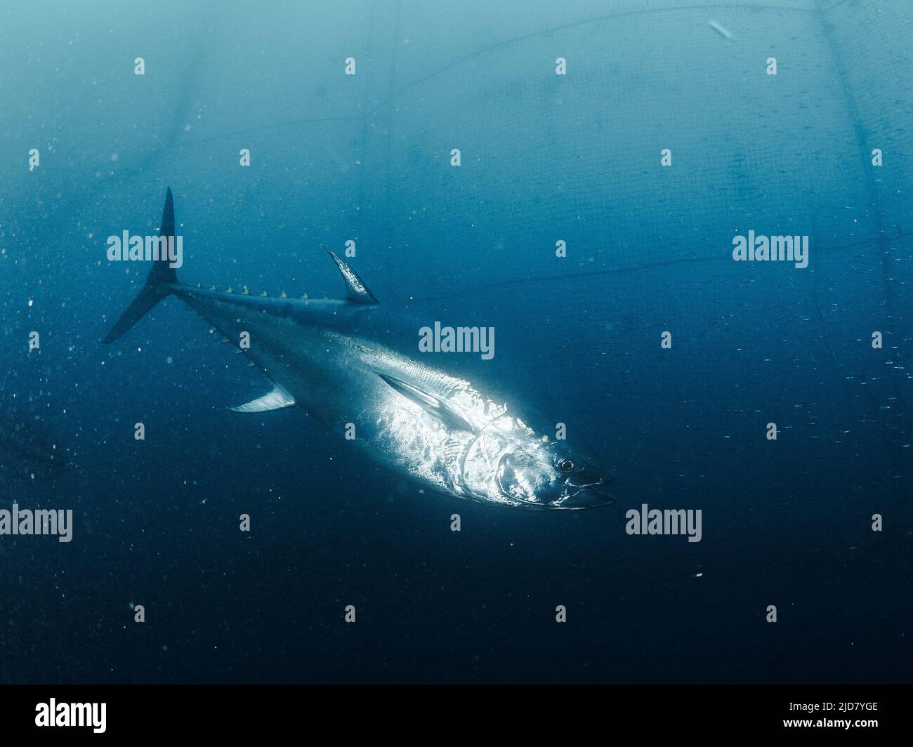 The bluefin tuna, common tuna or Atlantic bluefin tuna, is a species of ...