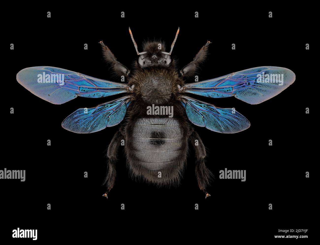 Violet carpenter bee (Xylocopa violacea) entomology specimen with ...
