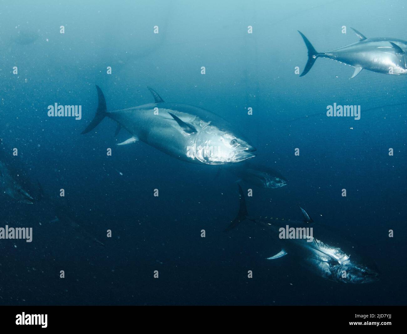 The bluefin tuna, common tuna or Atlantic bluefin tuna, is a species of ...