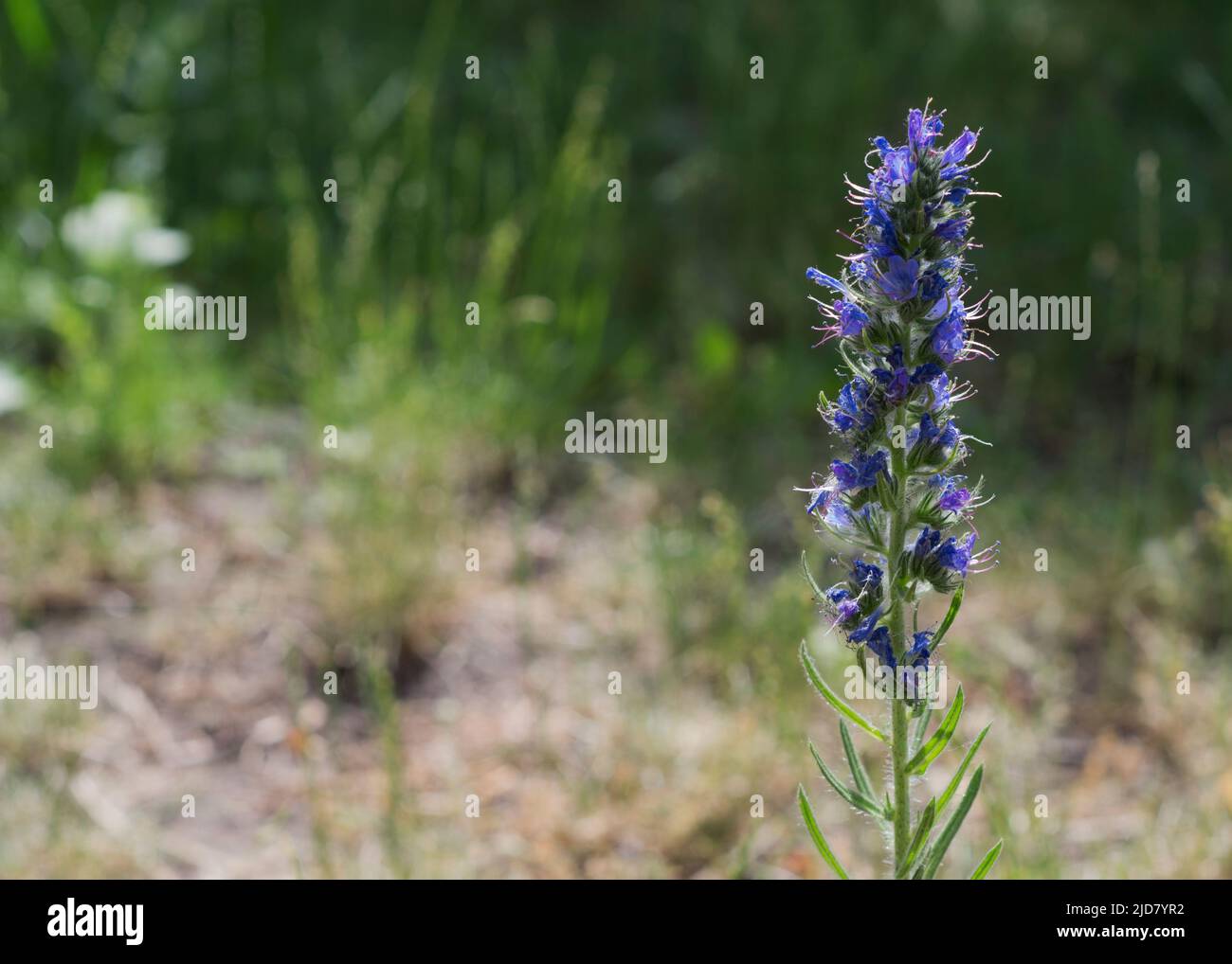 blue echium vulgare flowers in the sun Stock Photo - Alamy