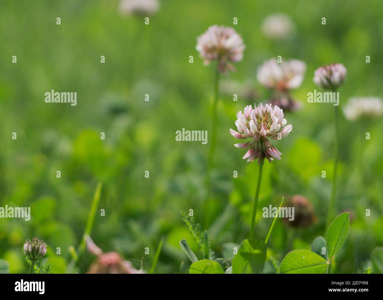 Clover or Trifolium pratense inflorescence. Meadow trefoil blossom with ...