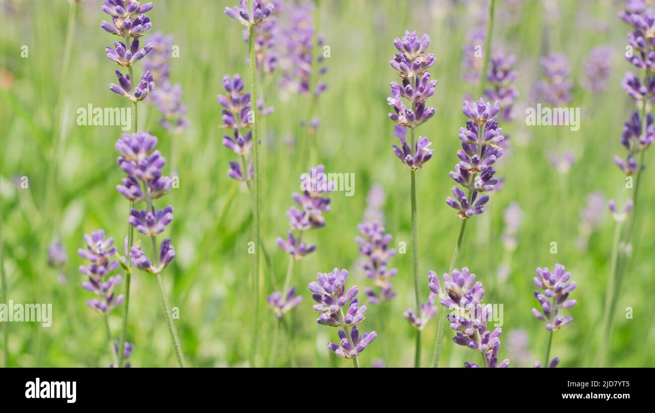 Lavender bushes close up Lavender bushes close up 33 Stock Photo - Alamy
