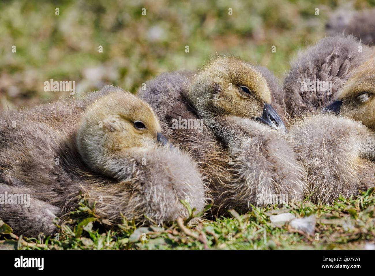 Goslings enjoying sun hi-res stock photography and images - Alamy