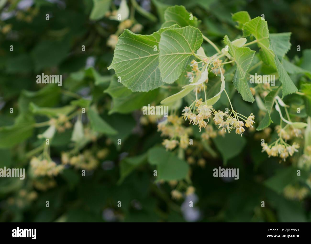 Lime yellow flower of Tilia cordata tree 4 Stock Photo - Alamy