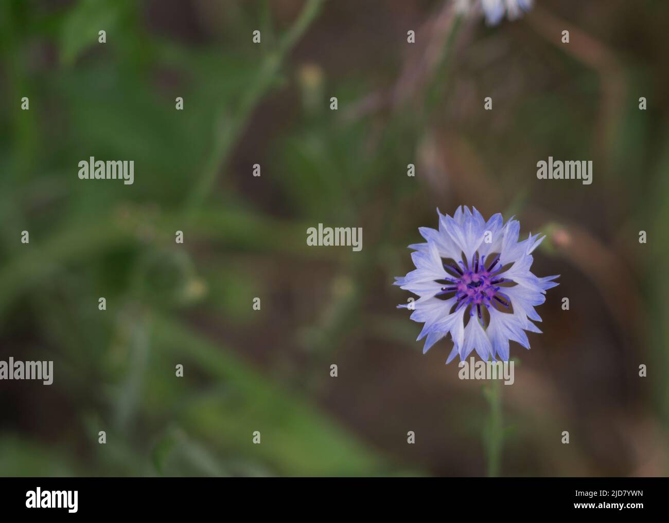 Centaurea cyanus flores hi-res stock photography and images - Alamy