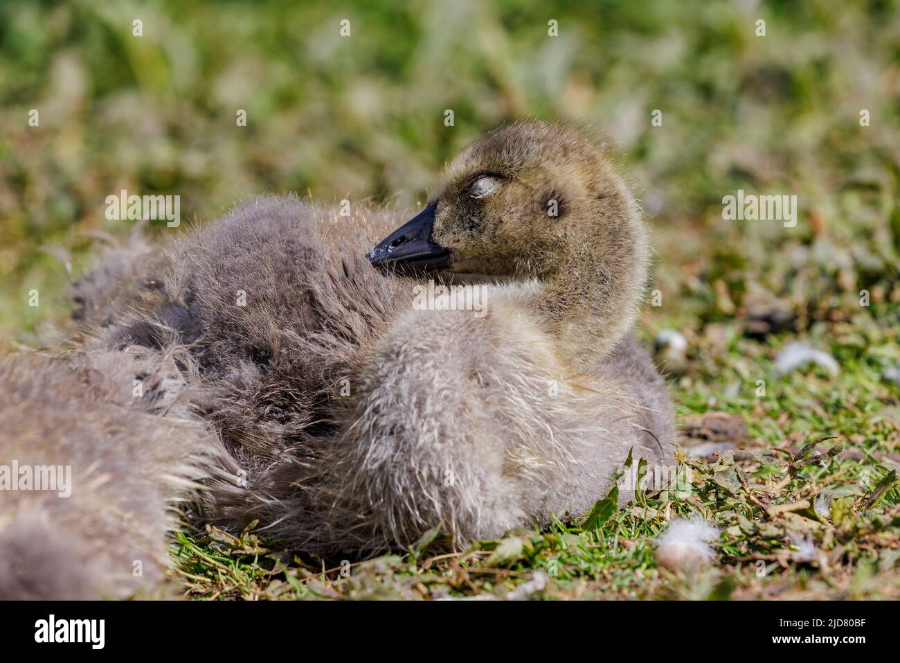 Goslings enjoying the sun Stock Photo - Alamy
