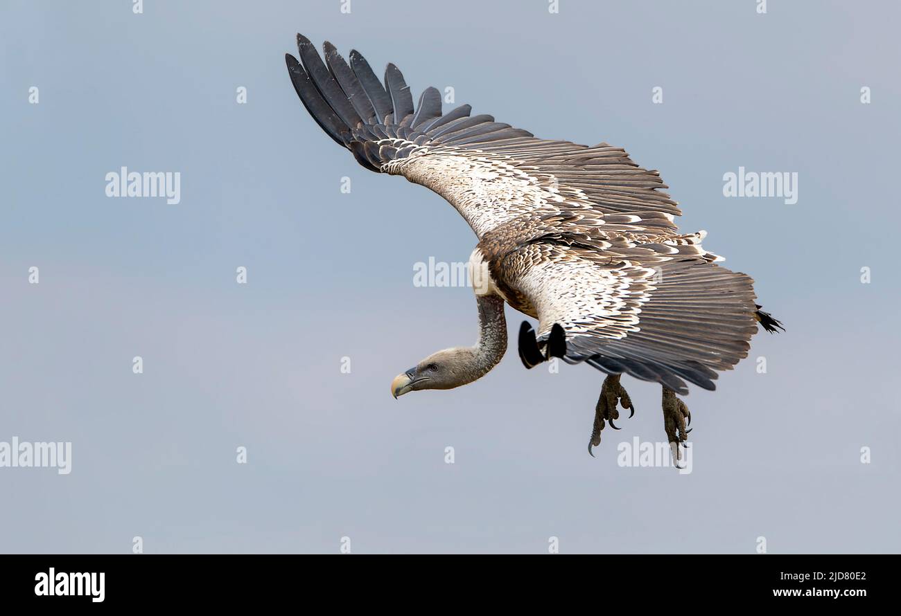 Ruppell's griffon vulture flying hi-res stock photography and images ...
