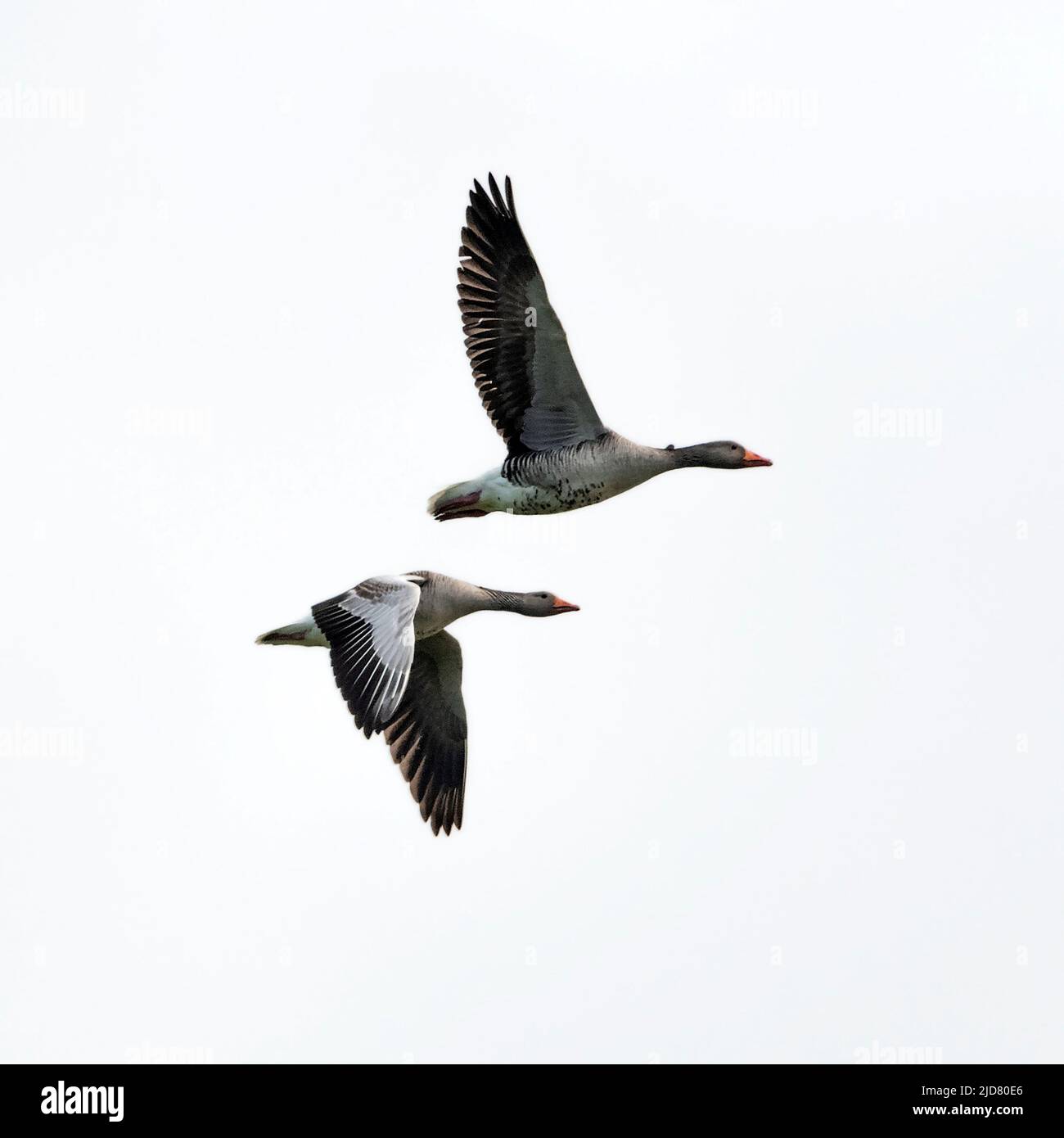 Pair of greylag geese (Anser anser) flying at Vejlerne, northern ...